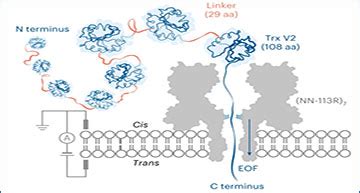A Comparison Of RNA Seq And Exon Arrays For Whole Genome Transcription Profiling RNA Seq Blog