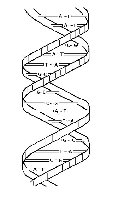 Schematic Diagram Of Dna Double Helix Circuit Diagram
