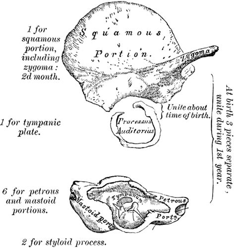 Development Of Temporal Bone ClipArt ETC