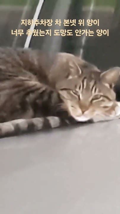 너무 따뜻한지 자동차 본넷 위 양이 눈만 👀 깜빡깜빡 Youtube