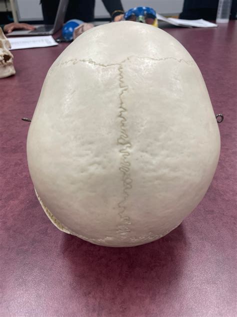 Skull Joints Diagram Quizlet