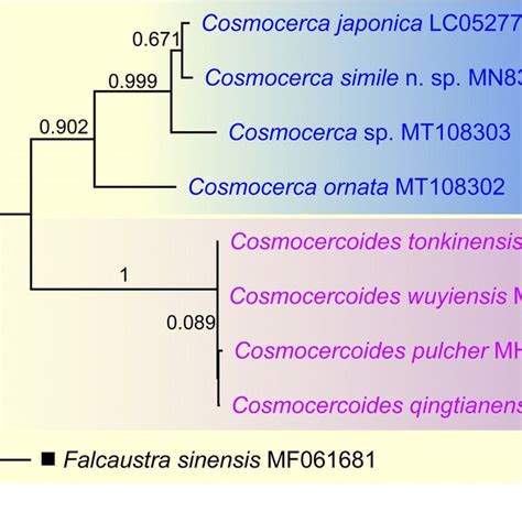 Maximum Likelihood Ml Trees Based On The Partial Its Sequence Data