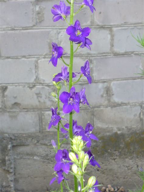 P1040705 Marinalutsuk Flickr