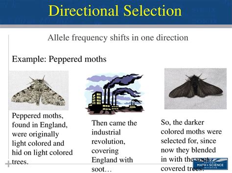 Directional Selection Peppered Moth