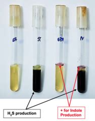 PVCC Bio Lab Exam Quizlet