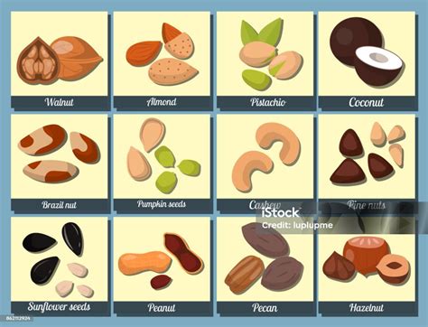 다른 견과류 피스타치오 땅콩 호두 맛 있는 씨앗 채식 영양의 더미 벡터 일러스트 레이 션 개체 그룹에 대한 스톡 벡터 아트 및 기타 이미지 개체 그룹 건강한 생활방식