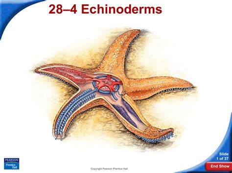 Echinoderms Diagram
