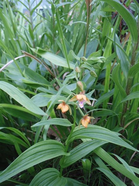 カキラン柿蘭 ラン科 おじじの庭いじり