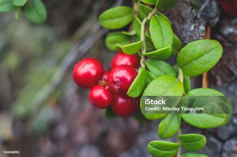 노르웨이 국경 근처 북부 스웨덴 라플란드 노르보텐 크랜베리 링곤베리 클라우드베리 블루베리 빌베리 등의 숲에서 열매를 수집하고 따기 하는 과정 크랜베리에 대한 스톡 사진 및