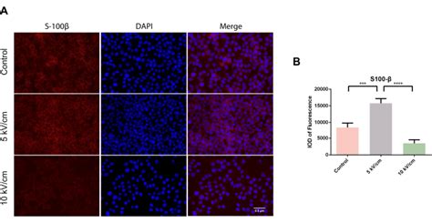 Regulating Schwann Cell Growth By Nanosecond Pulsed Electric Field For Peripheral Nerve