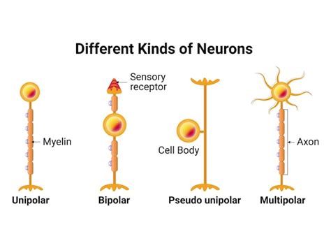 Diferentes Tipos De Neurônios Mylin Receptor Sensorial Unipolar Bipolar Pseudo Unipolar