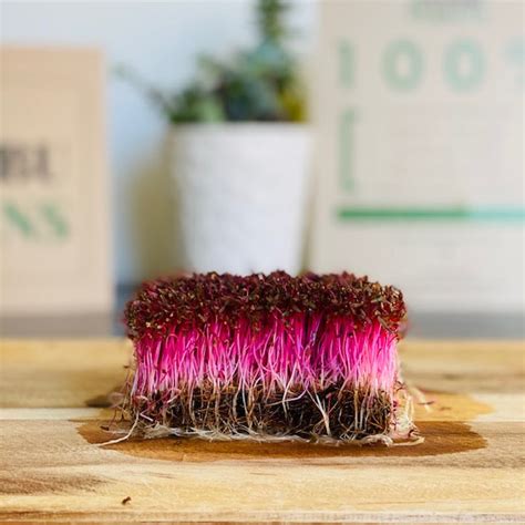 Red Amaranth Microgreens Malibu Microgreens