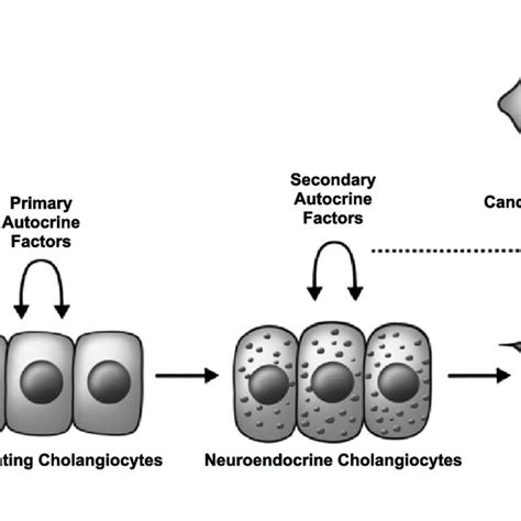 Cholangiocyte Progression Through The Course Of Biliary Damage