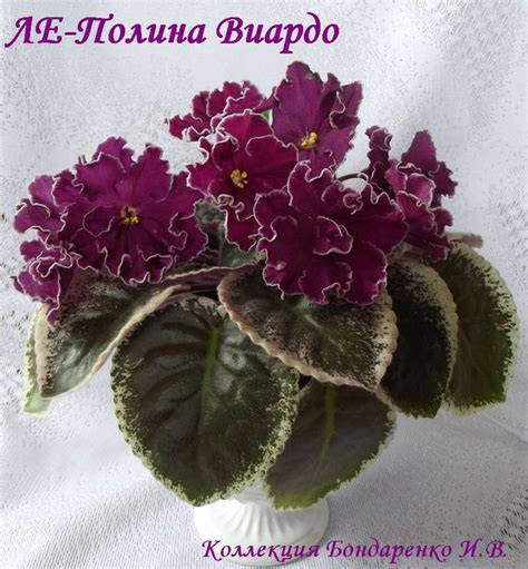 Фиалка Полина Фото И Описание – Telegraph