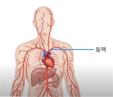 내몸구조 알아보기① 혈액편