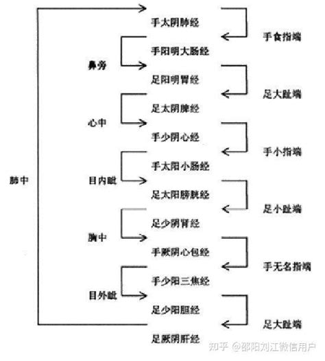 十二经脉的分布表里关系交接次序及交接部位和循行规律267 知乎