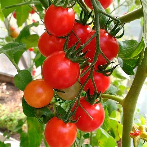 Насіння ранньостиглого томата «Мадонна F1 0 1 г високої якості ⭐ купити онлайн за доступною