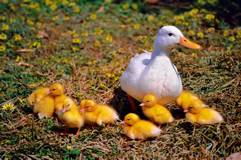 Fotos Gratis Naturaleza Césped Pájaro Flor Fauna Silvestre Pico Otoño Amarillo Pollo