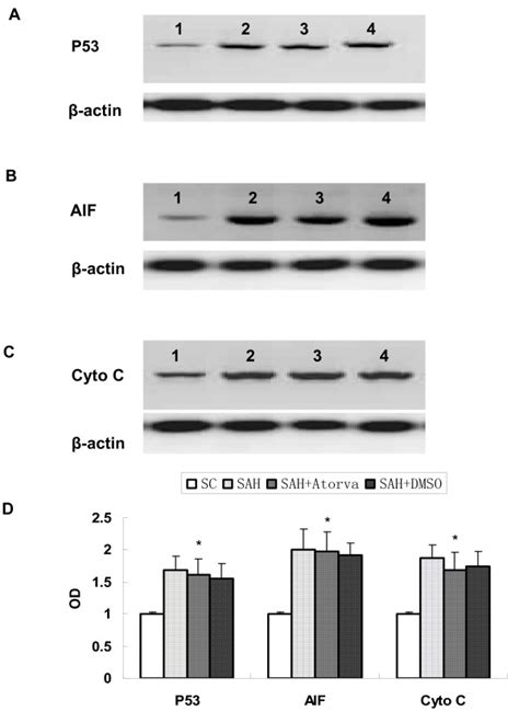 Represent Western Blot For Expression Of P53 A Aif B And