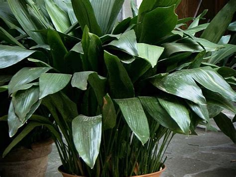 14 Awesome Plants That Can Thrive In Rooms With Low Light The Urban