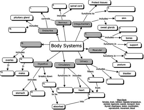 Body Systems Concept Map Answers World Map Gray