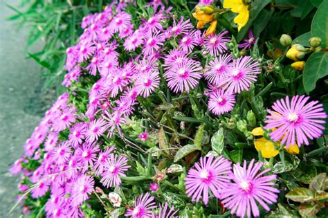 太陽の明かりで花を開く松葉菊マツバギク 無料画像フリー写真素材ActivePhotoStyle