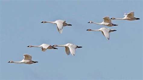 Migrating A Mobile Database In Flutter Sqlite By Efthymis Sarmpanis Flutter Community Medium