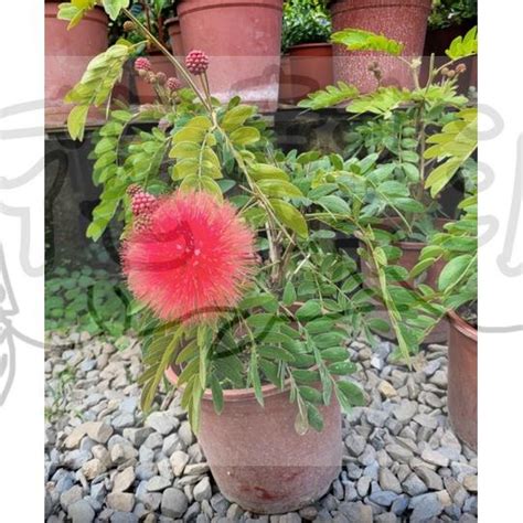 花幫派 灌木觀花植物粉撲花 美洲合歡 粗葉 常綠灌木 5 6吋高約20 35cm 蝦皮購物