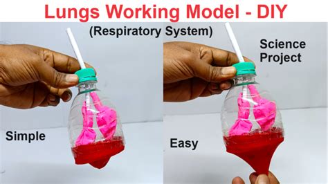 How To Make Working Model Of Lungs Using Plastic Bottles Balloons And Straw Pipes Science
