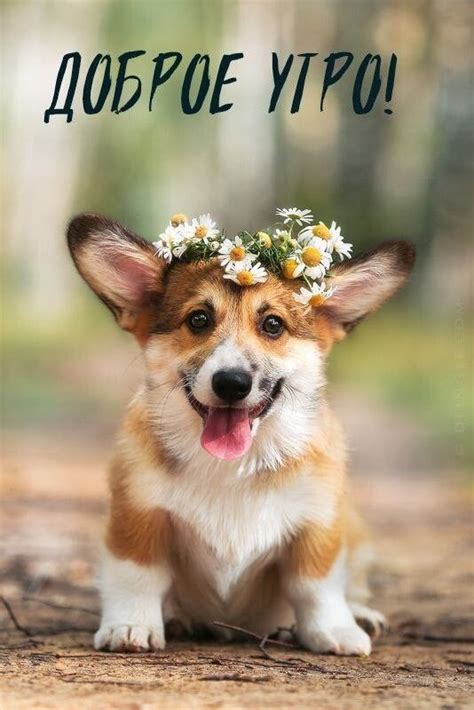 Фото 977490275852 из альбома 🐶 🐕 Породы собак 🐶 🐕 Смотрите в группе ЛЮБИМЫЕ ЖИВОТНЫЕ в ОК In