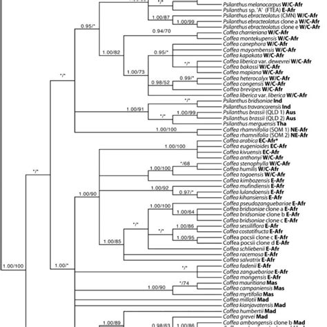 Plastid Bayesian Majority Rule Consensus Tree Based On 1500 Trees Download Scientific Diagram
