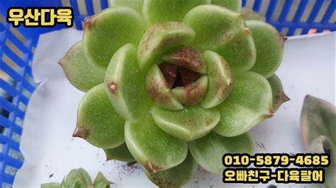 12월 14일 초특가 세트 얼른 구경하세요 다육이 다육 다육이금 다육식물 다육이키우기 금다육이 금다육 Youtube