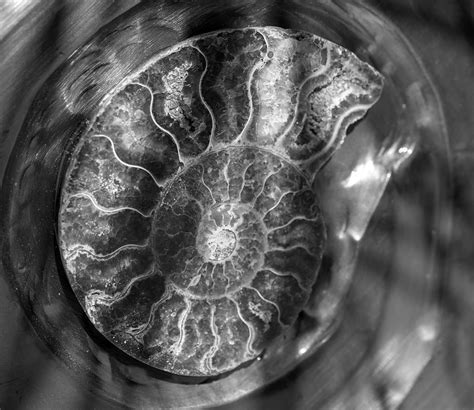 Fossil Shell Spiral Free Photo On Pixabay