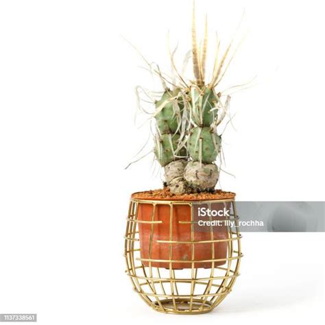 고립 된 흰색 배경에 냄비에 선인장 미니 멀리즘 개념입니다 텍스트의 공간을 복사 합니다 가시에 대한 스톡 사진 및 기타 이미지 Istock