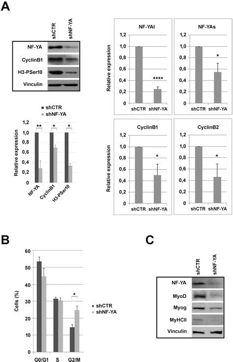 Figure 2 From Nf Ya Splice Variants Have Different Roles On Muscle Differentiation Semantic
