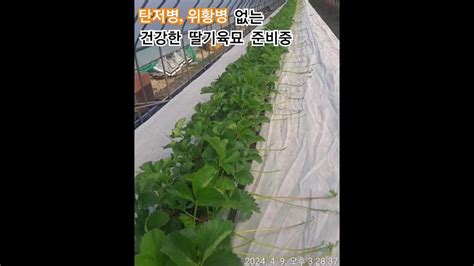 탄저병위황병 없는 건강한 딸기육묘 할수있습니다 Youtube
