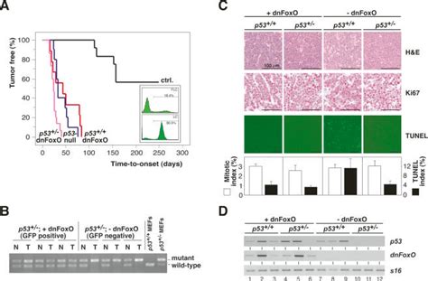 Foxo Transcription Factors Suppress Myc Driven Lymphomagenesis Via Direct Activation Of Arf