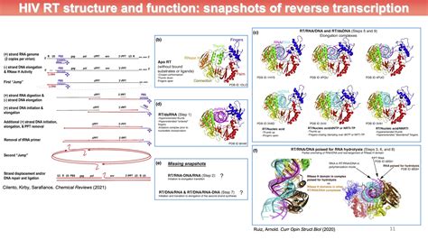 Fifty Years Of Reverse Transcriptase Eddy Arnold Diverse Structures Of Hiv Reverse
