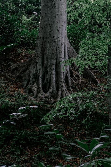 간 경치 고요한 광합성 그늘 그늘을 좋아하는 깊이 나무 나무 껍질 나무 둥치 나무 뿌리 나뭇잎 녹색 땅 무성한 밀집한 보존 뿌리 산소 삼림