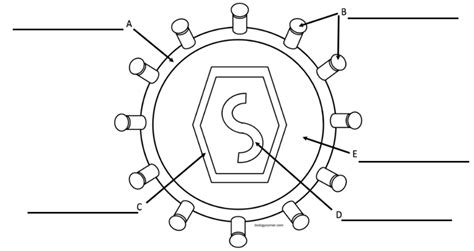 Virus Diagram Quizlet
