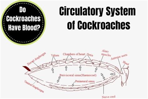 Do Cockroaches Have Blood A Detailed Guide The Cockroach Facts