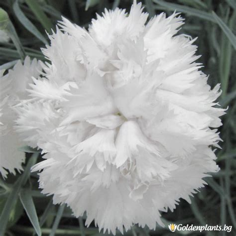 Карамфил Двоен бял