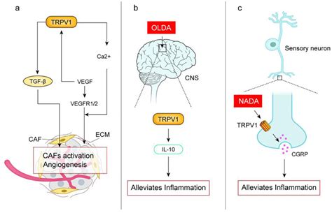 New Options For Targeting Trpv1 Receptors For Cancer Treatment Odorous Chinese Herbal Medicine