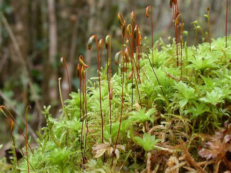 Rhodobryum Roseum British Bryological Society