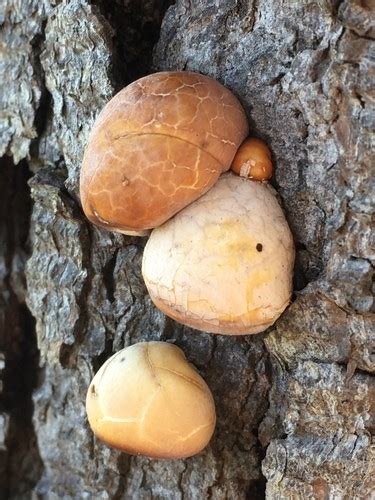 ヒトクチタケ一口茸 Cryptoporus volvatus Picture Mushroom