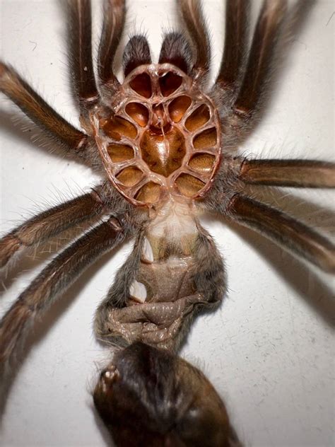 Help Sex Molt Please Rtarantulas