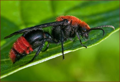 Cow Killer Ant