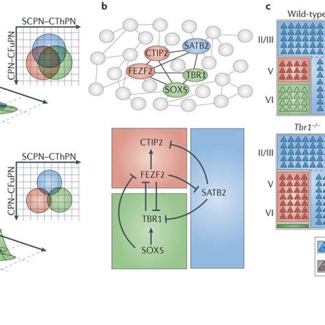 Neocortical Projection Neurons Are Generated In An Inside Out Fashion Download Scientific