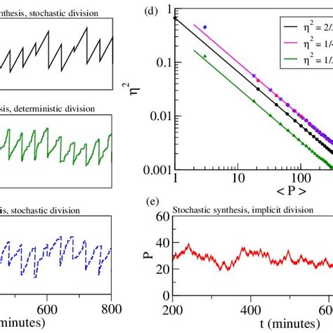 Stochastic Models Of Protein Synthesis A C Trajectories Of The