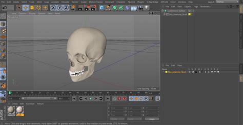 소년 해부학 두개골 3d 모델 49 3ds Blend C4d Fbx Max Ma Lxo Obj Free3d
